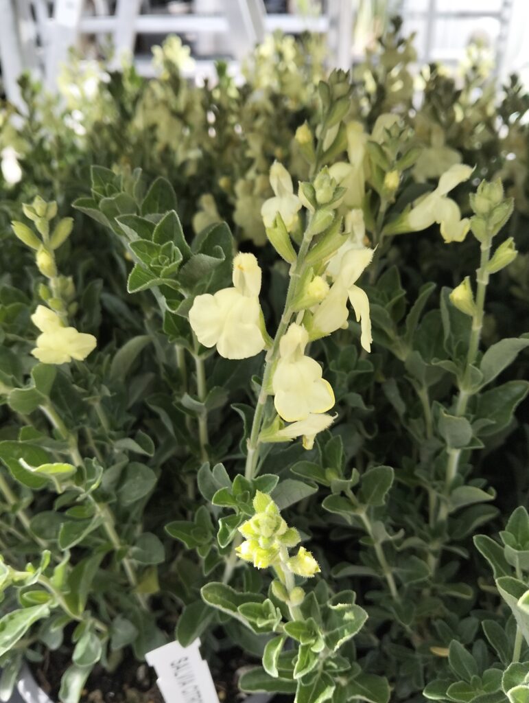 Salvie Ornamentali: breve guida al loro utilizzo.